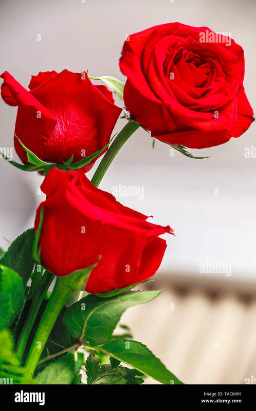 three red rose flower buds and petals from a vase TACMXH — Postimages