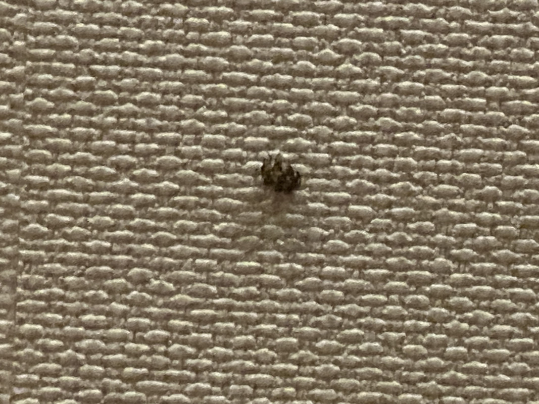 IMG 2659 — Postimages