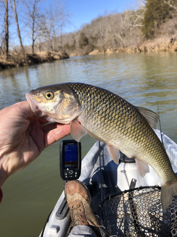 Fallfish pushing out other species? - Other Fish Species - Bass Fishing ...