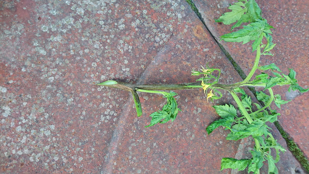 DSC 0597[1] — Postimages