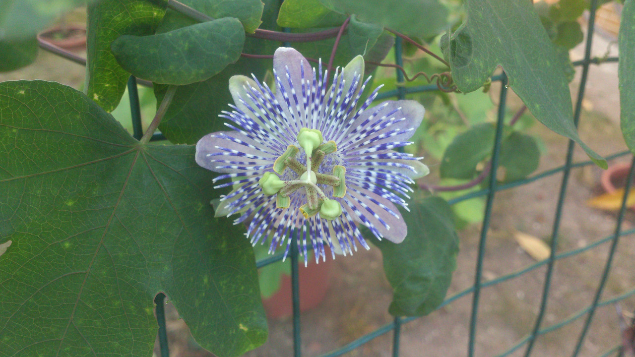 DSC 4248 — Postimages