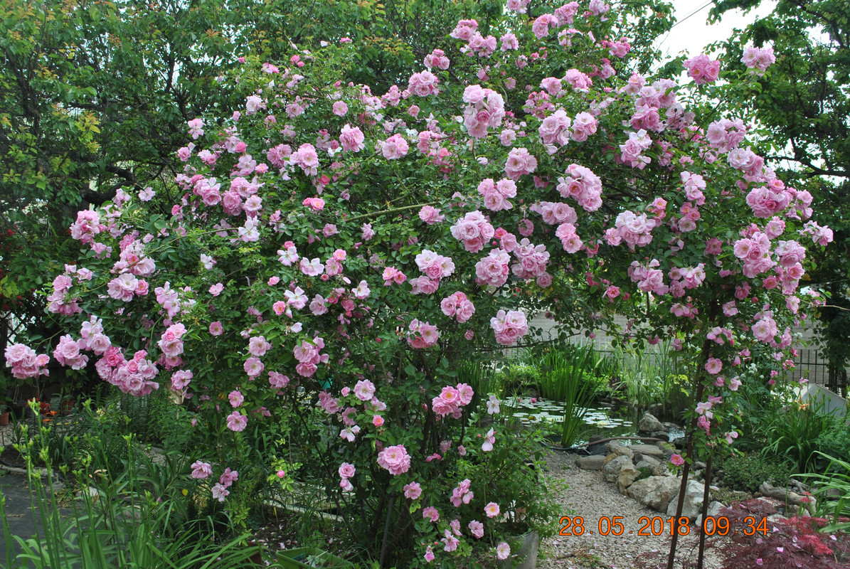 DSC 3577 — Postimages