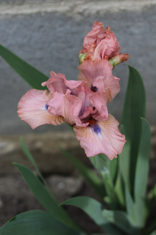 IMG 0551 — Postimages