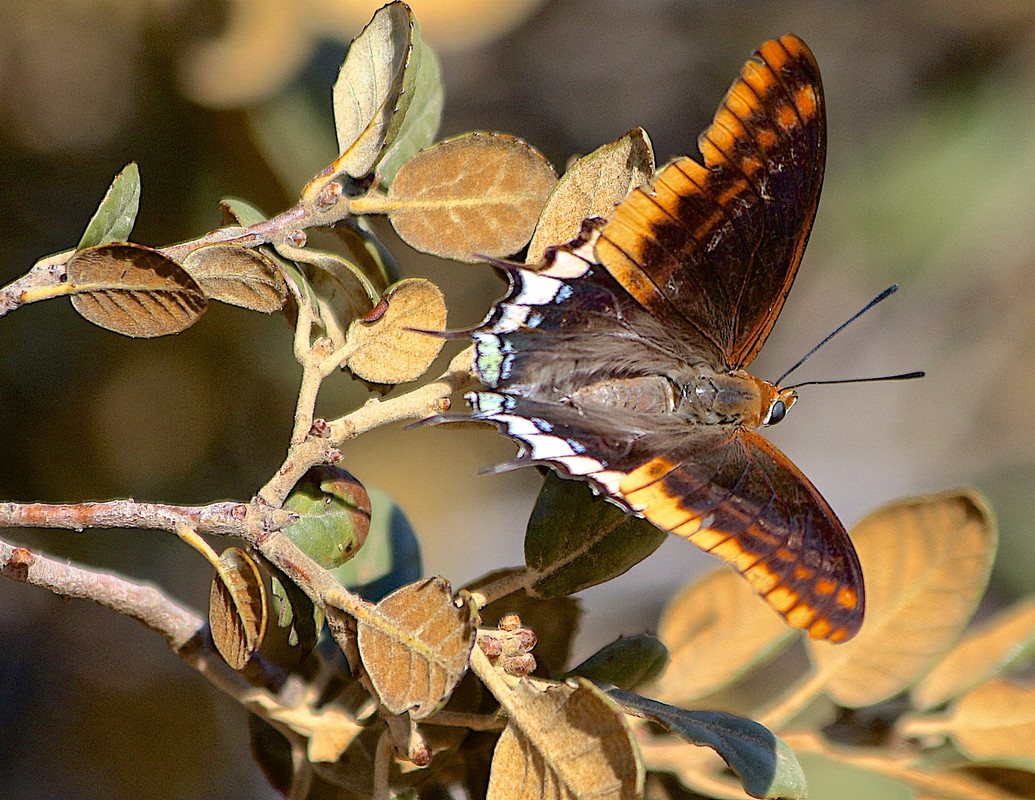 IMG 3361 — Postimages