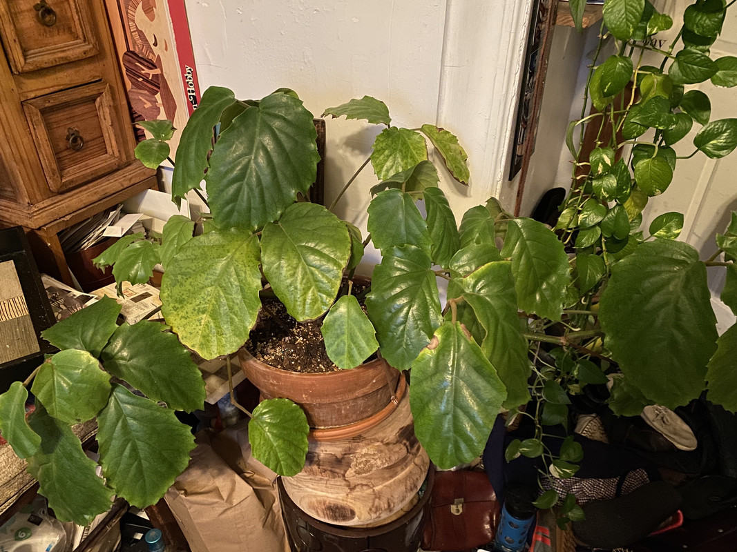 Plant 2 Chestnut Vine Lizard Plant Tetrastigma Voinierianum — Postimages