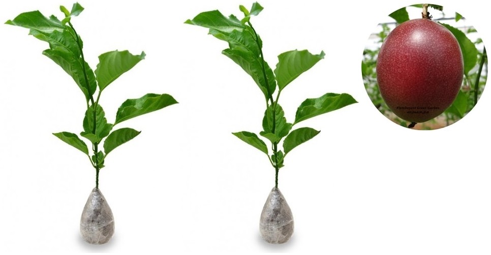 Jual BIBIT TANAMAN BUAH MARKISA MANIS SUPER UNGGUL di Seller pusat ...