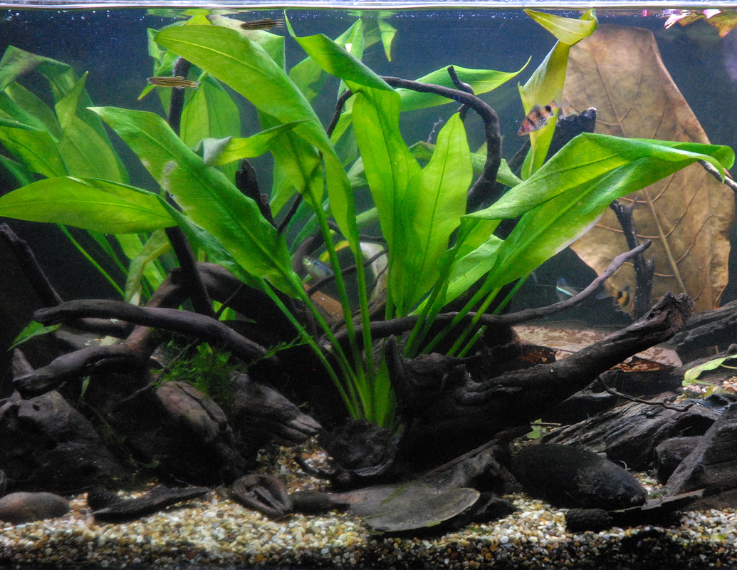 Amazon sword — Postimages