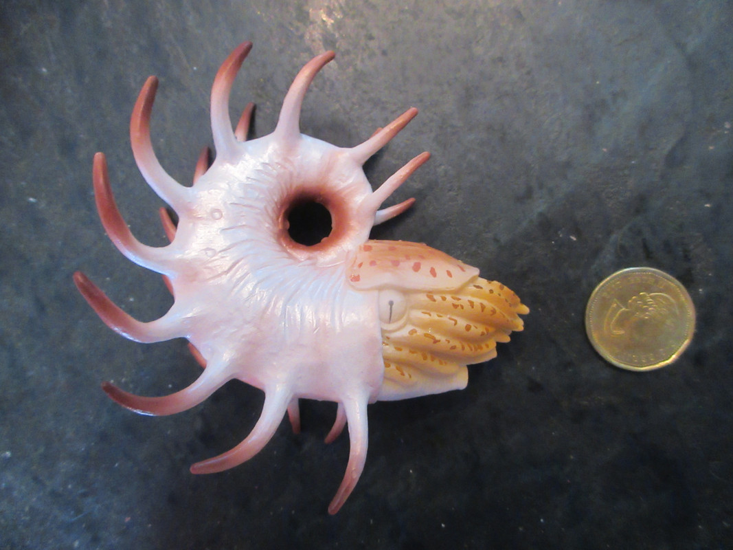 CollectA Cooperoceras