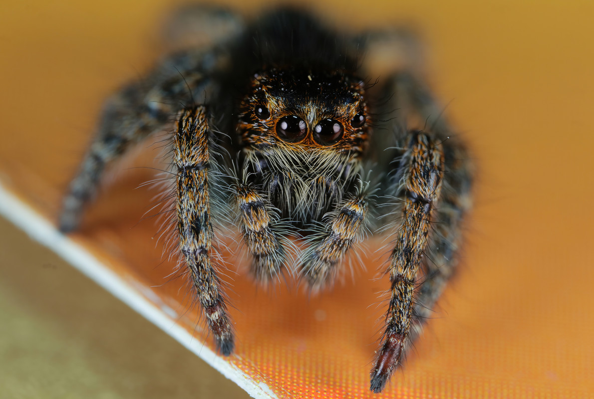 Phil (1006) — Postimages