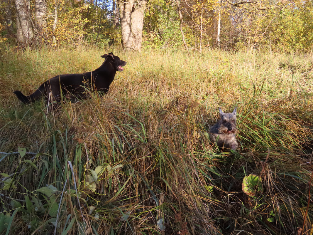 IMG 9385 — Postimages