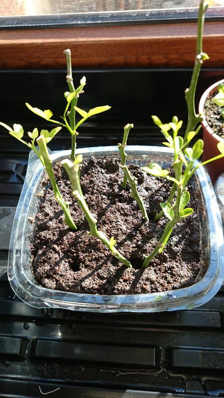 DSC 0727 — Postimages