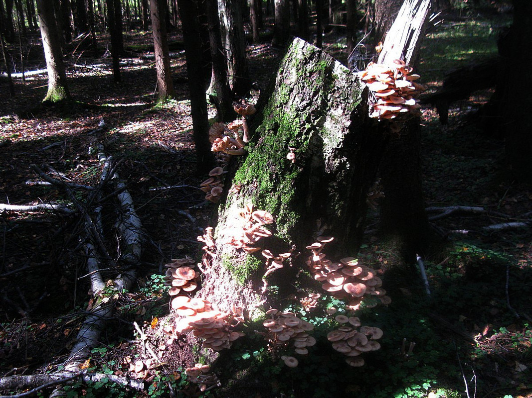 IMG 4544 — Postimages