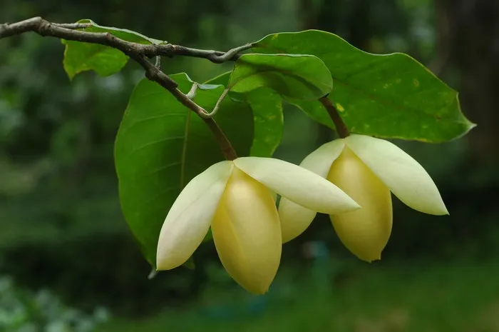 The Charm of Ancient Thai Flowers and Traditional Fragrant Plants You ...