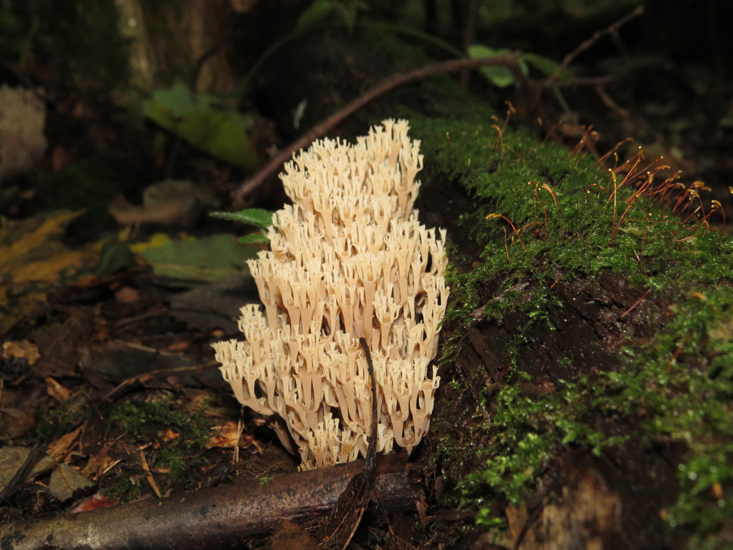 IMG 1859 — Postimages