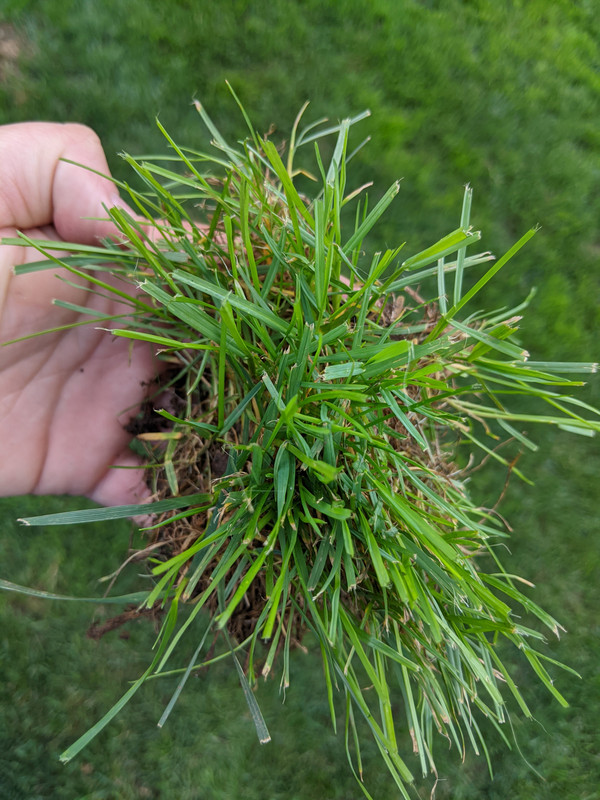 Is this Poa Triv?? Never an issue - time to panic? | Lawn Care Forum