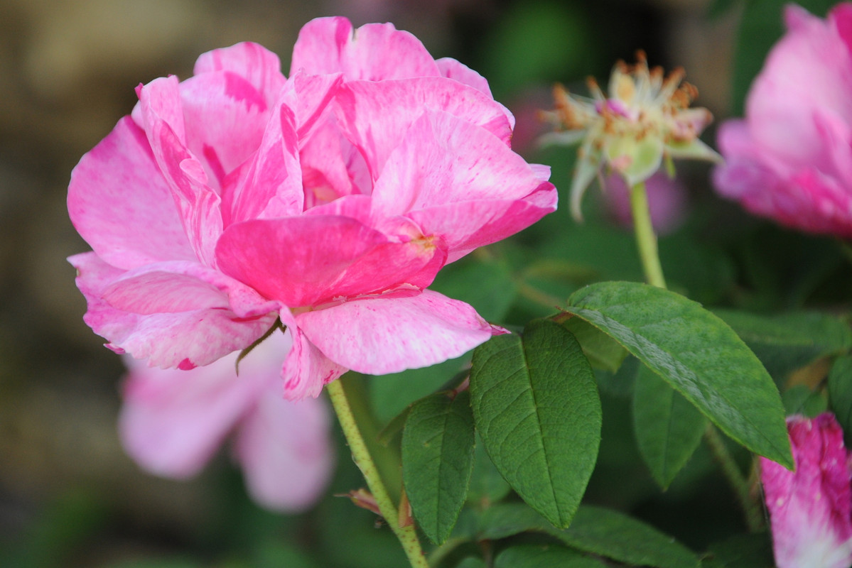 DSC 0039 001 — Postimages