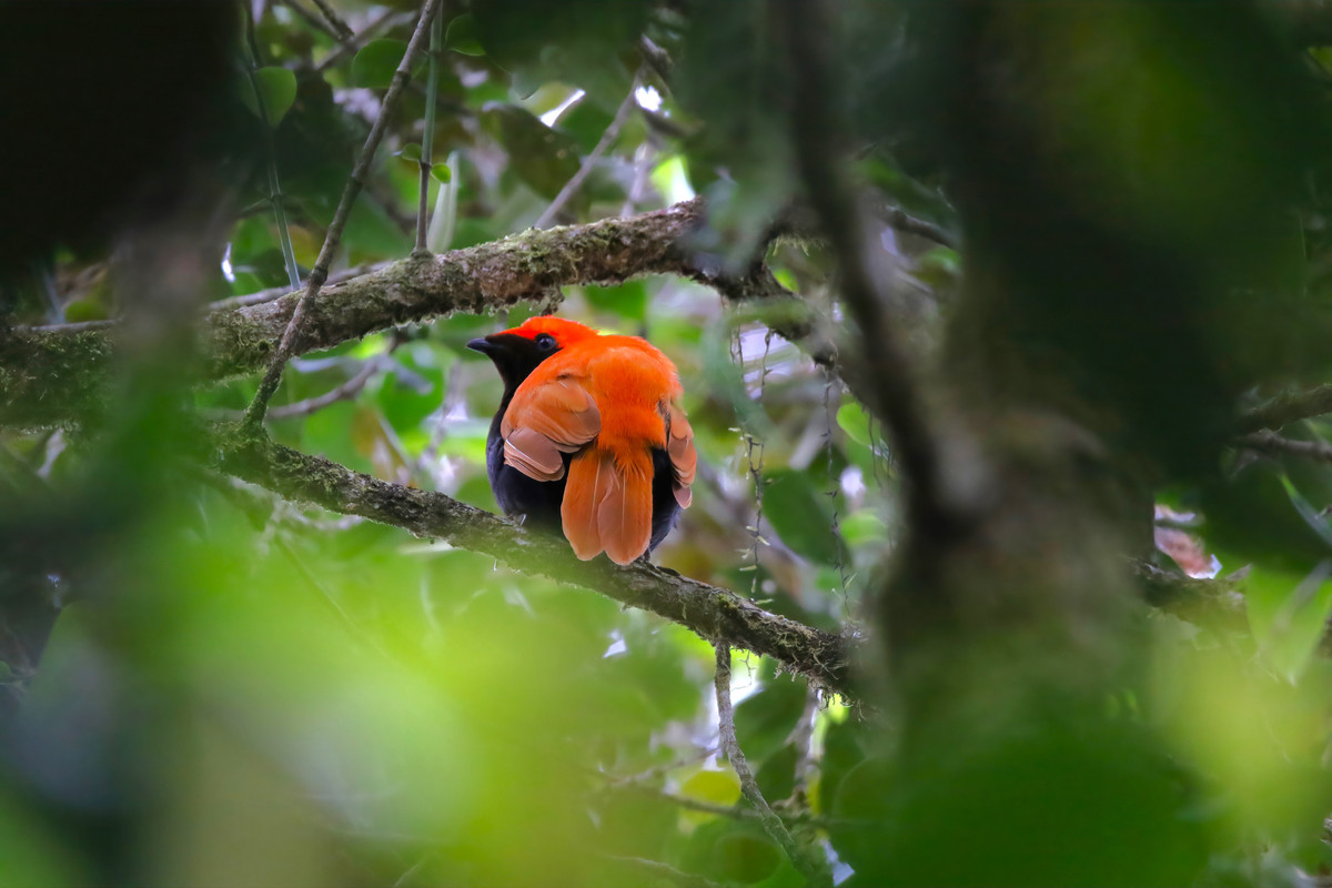 Crested Satinbird526 De Noise AI clear — Postimages