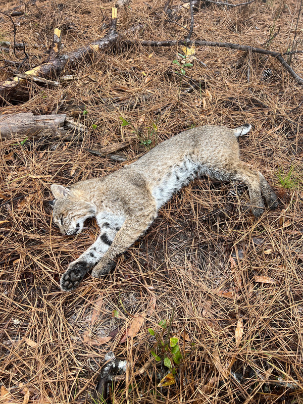 IMG 7556 Original — Postimages