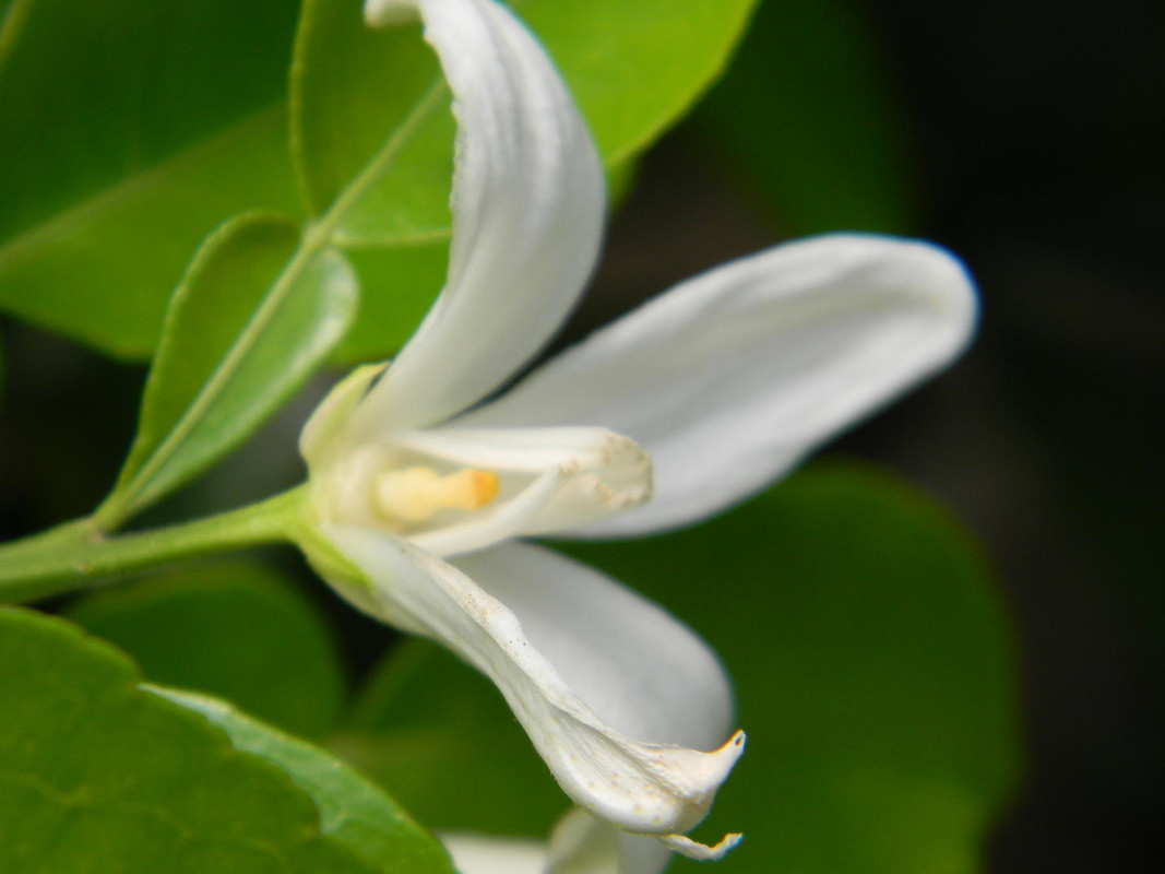 Ichangstar flower — Postimages