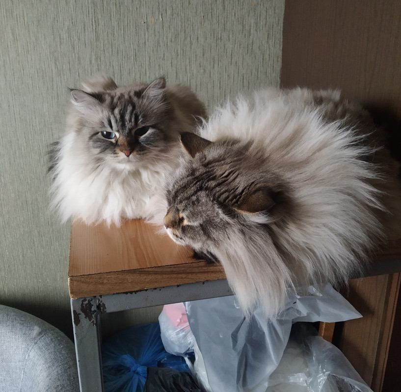 IMG 20240331 181630 — Postimages