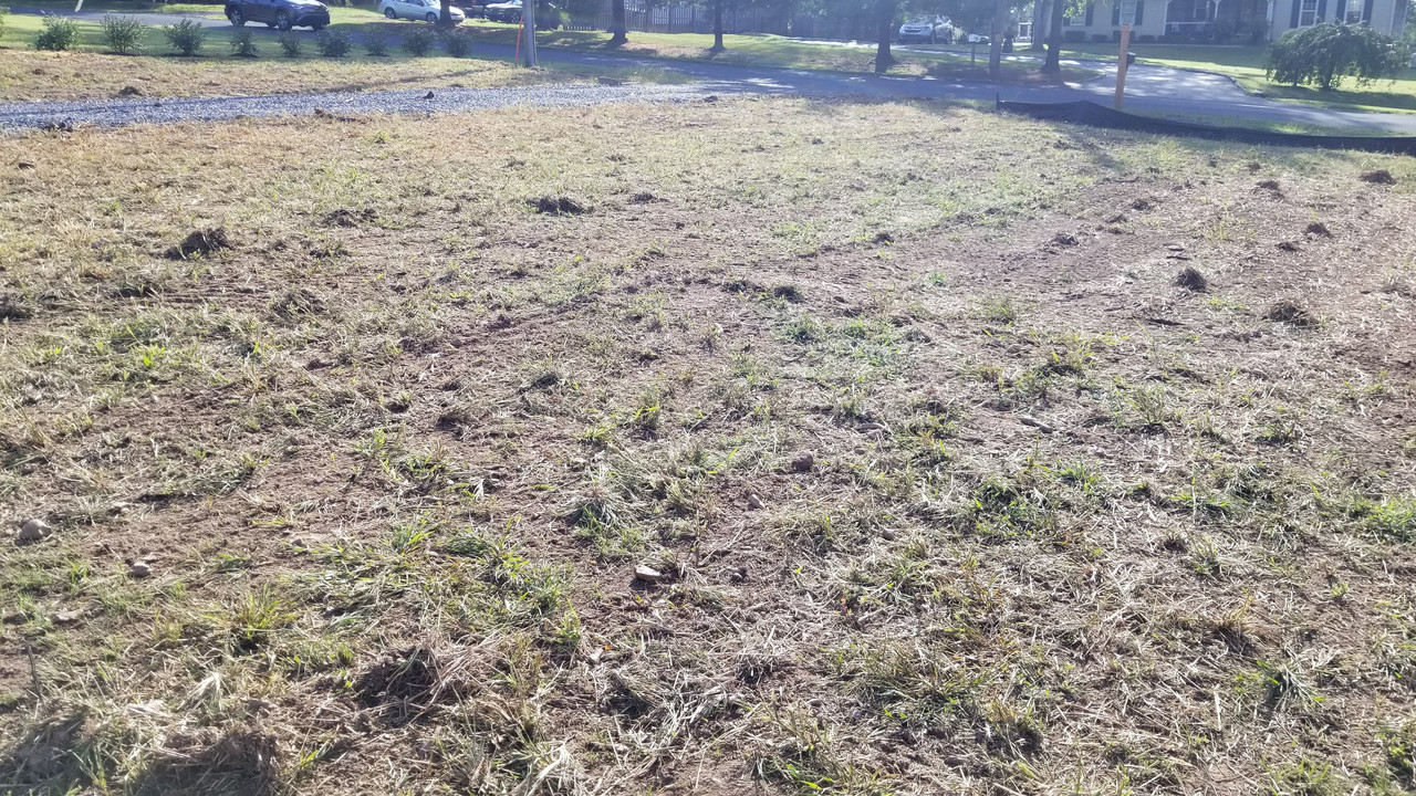 Let's see your lawn fail pics - heres mine | Lawn Care Forum