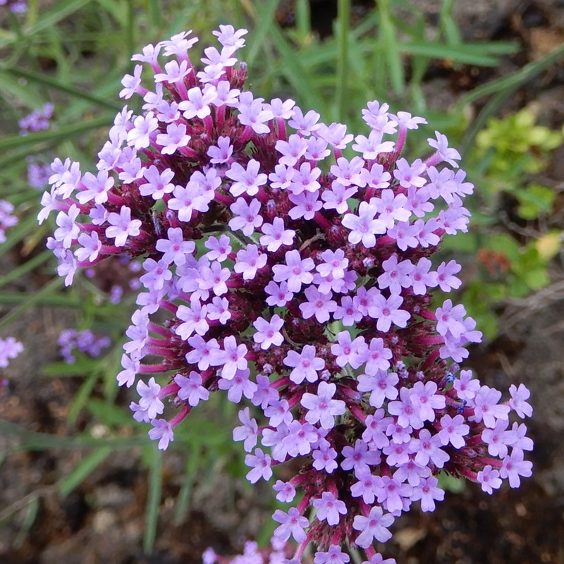 Verbena 2024 09 04 032 — Postimages