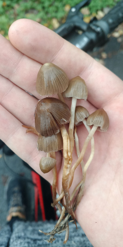 "Är det här en toppis?" Toppis-megatråd 2021 : r/droger