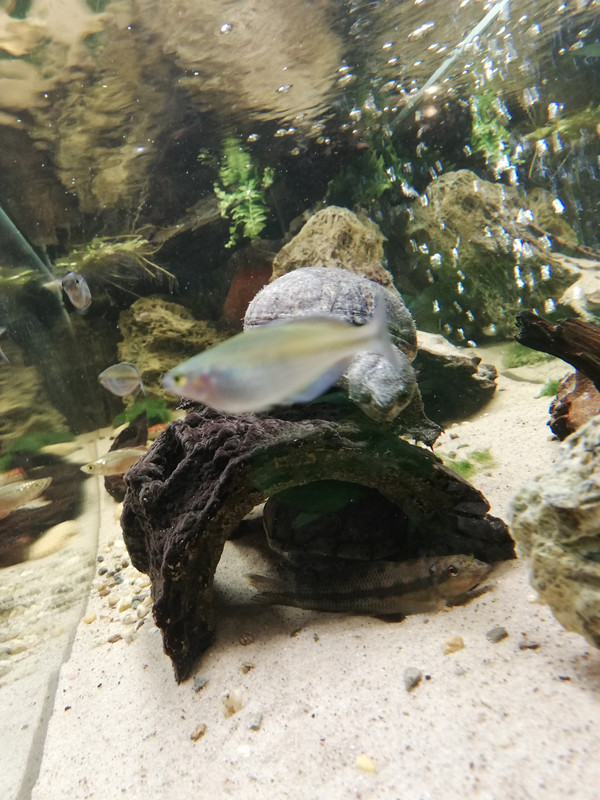 turtle tank — Postimages