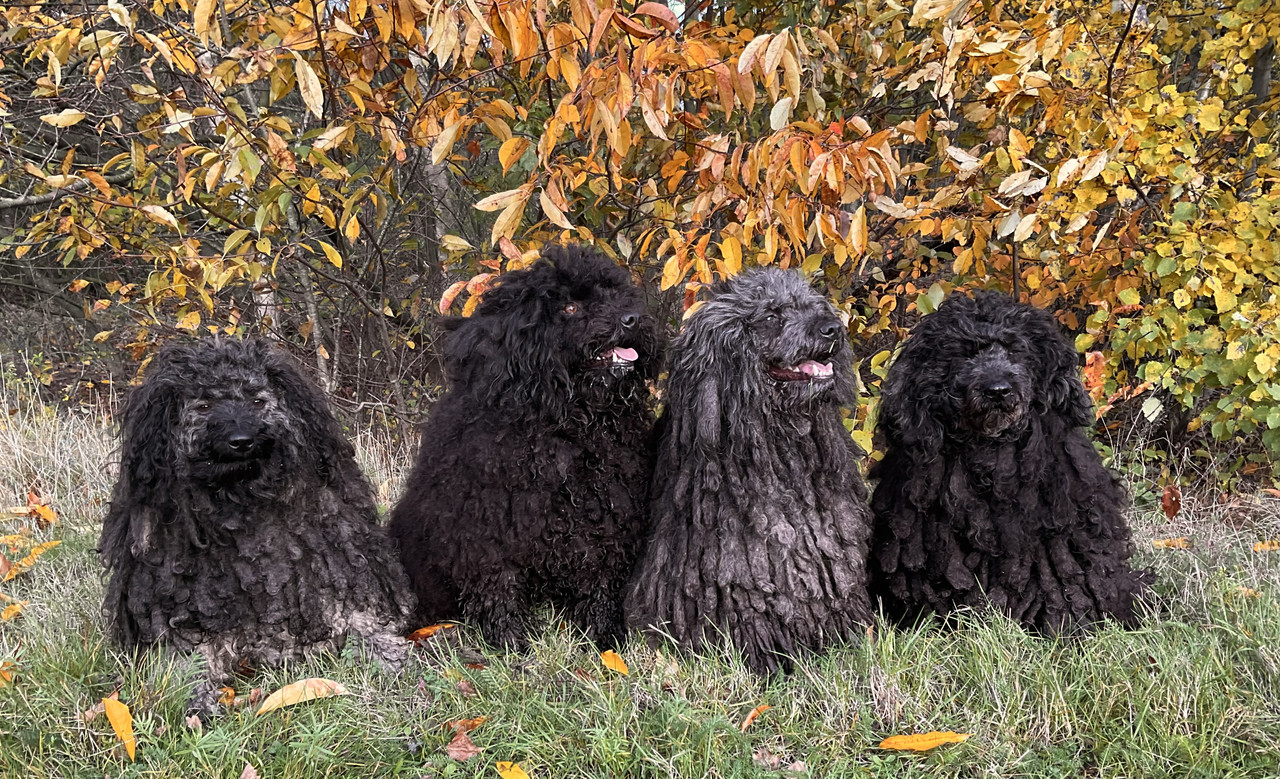 IMG 2260 — Postimages