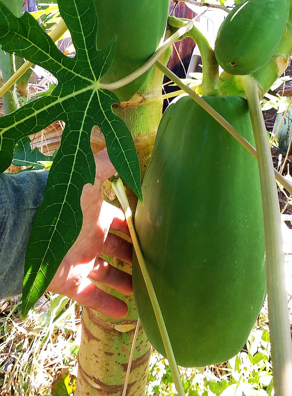 papaya — Postimages