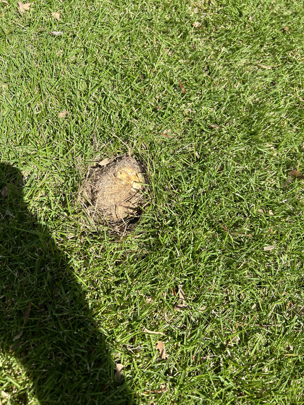 Weird balls growing in the grass | Lawn Care Forum