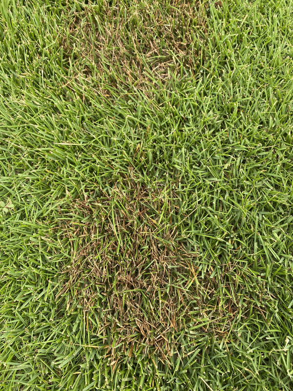 Help confirm fungus in zoysia | Lawn Care Forum