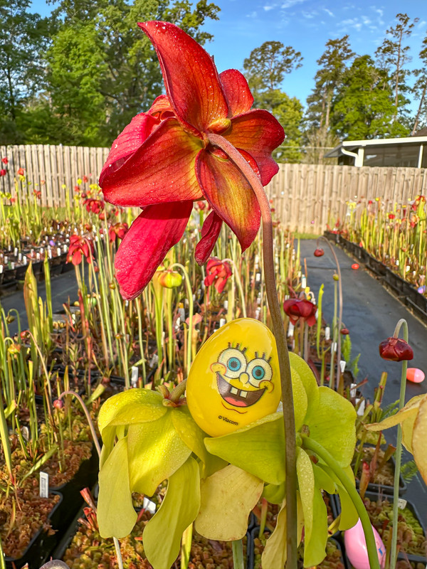 IMG 2425 — Postimages