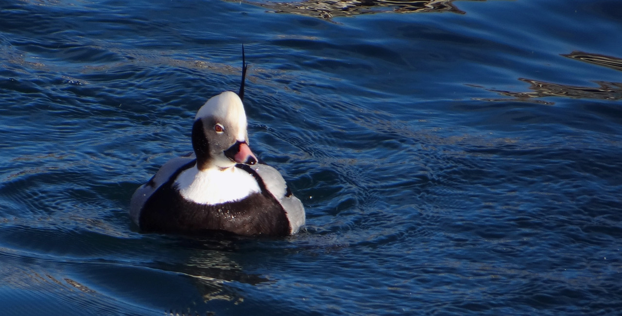 LT DUCK 4 0225 — Postimages