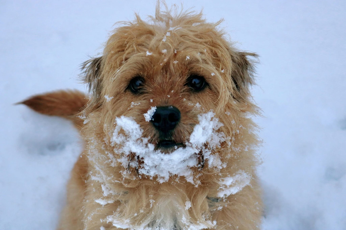 IMG 3226 — Postimages