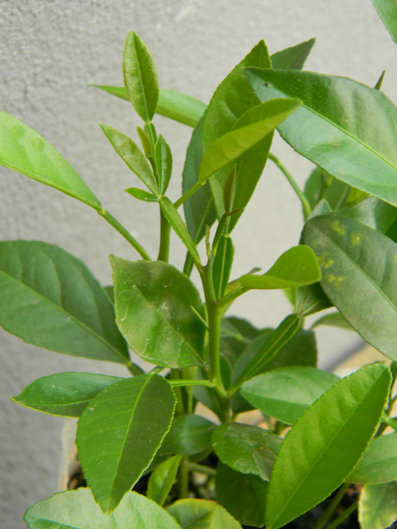 NZ Lemonade hybrid seedling — Postimages