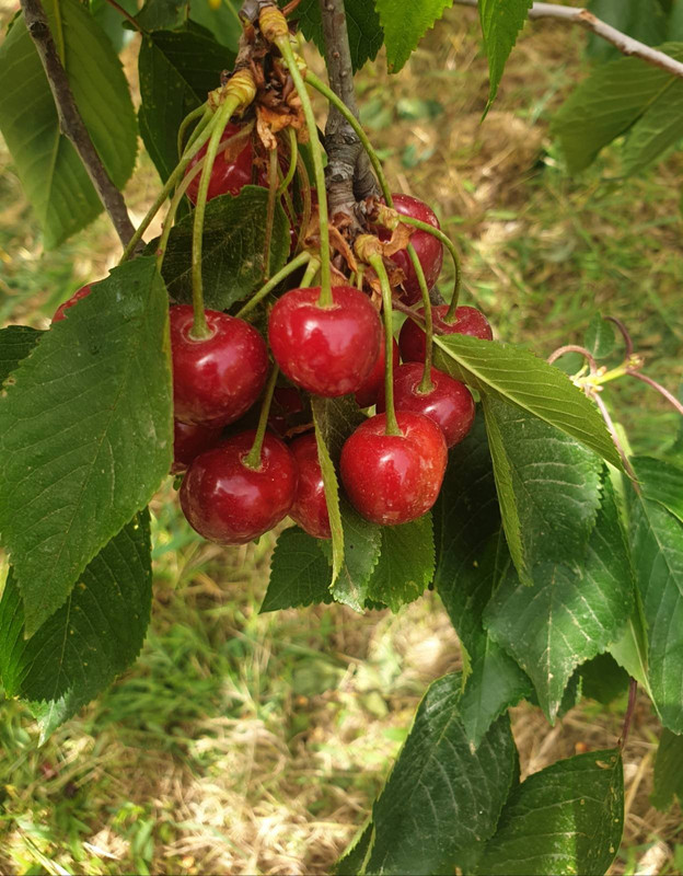 εικόνα Viber 2024 05 22 11 21 55 546 — Postimages