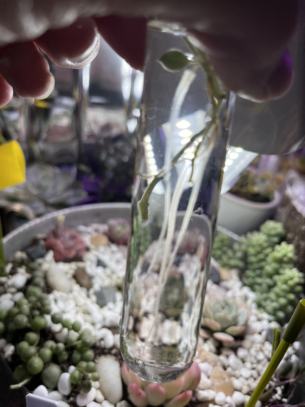 IMG 3274 — Postimages