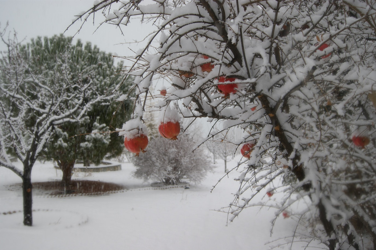 Tree 2 red — Postimages