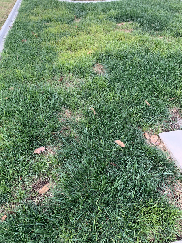 Nutsedge/brown spots. Marathon 2 | Lawn Care Forum