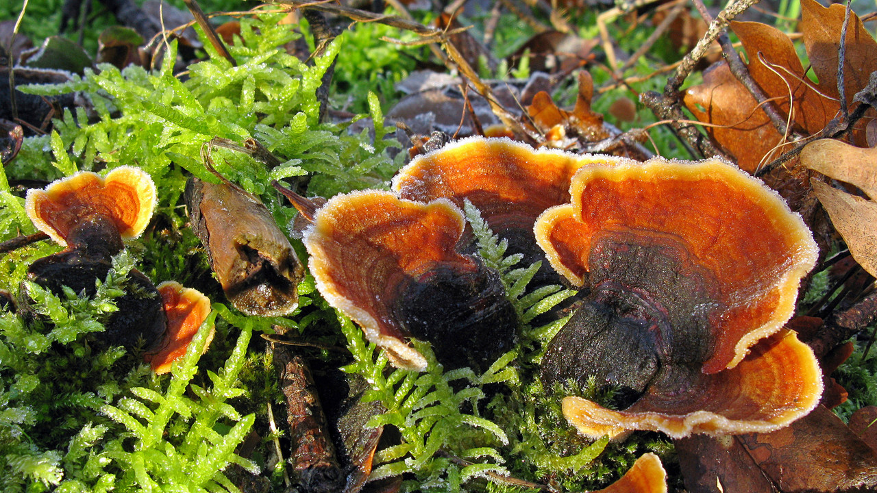 IMG 6671 — Postimages