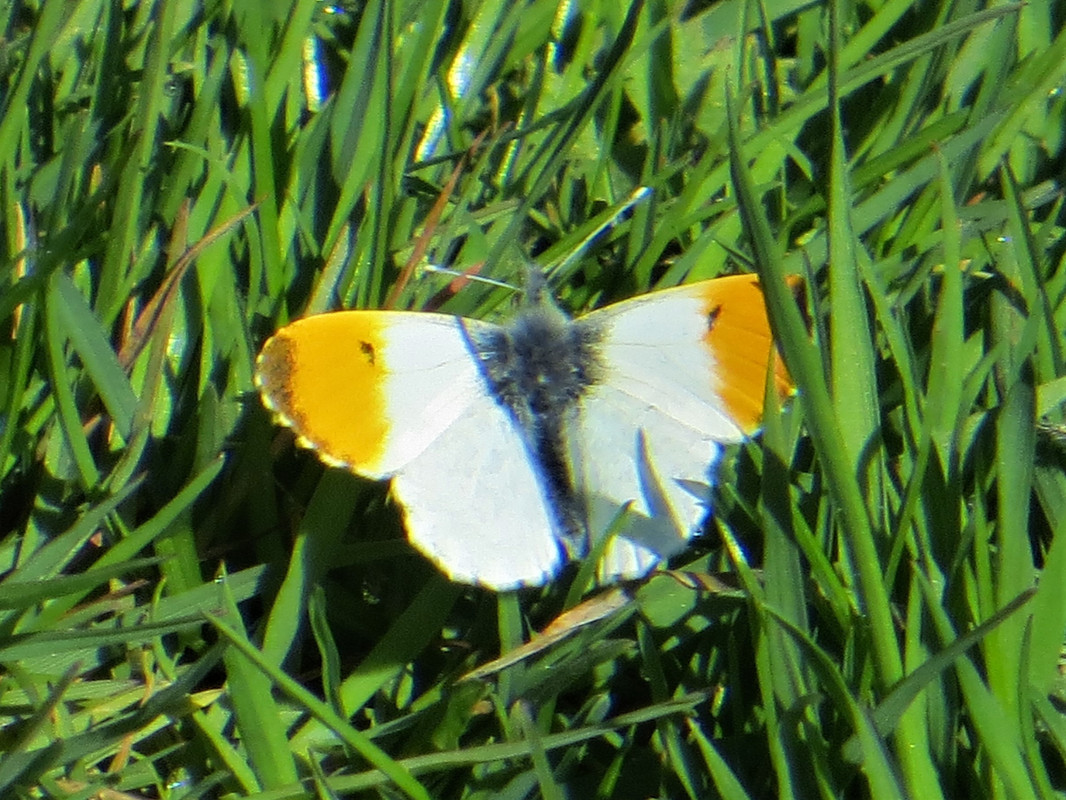 Orange Tip (2) — Postimages