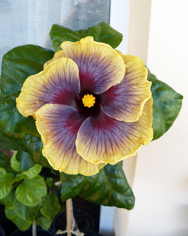 Wind Rosa Good Luck 19 9 2022 — Postimages