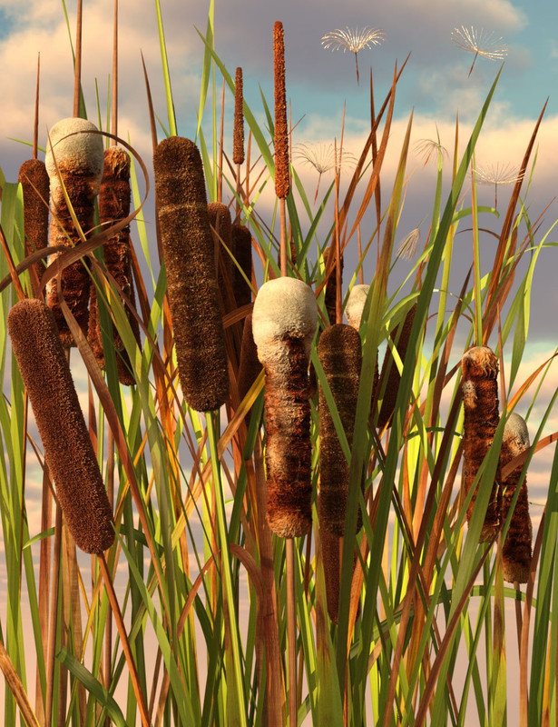 1500 Points For Rigged Cattail Reeds - Free Daz 3D Models