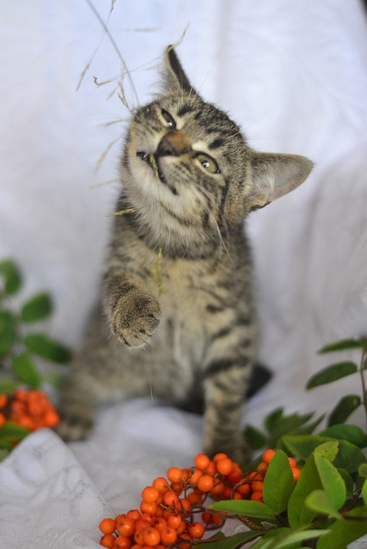 DSC 0778 — Postimages