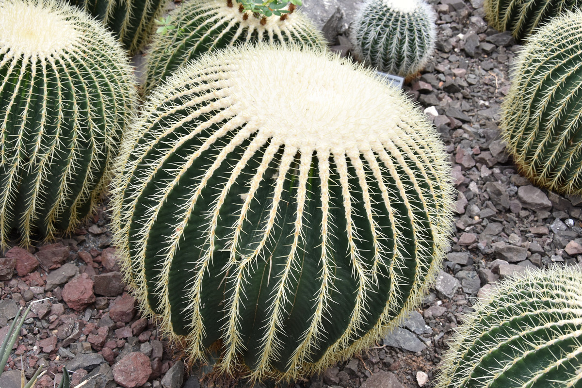 DSC 0068 — Postimages