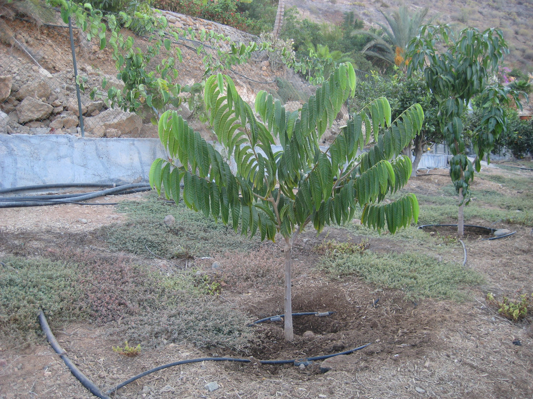 IMG 0723 Annona reticulata Cd P — Postimages