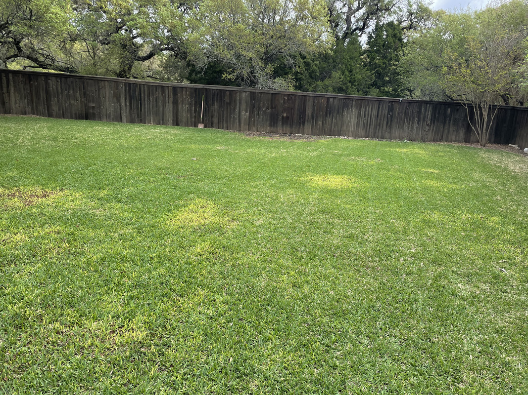 Yellowing St Augustine Lawn Care Forum 6363