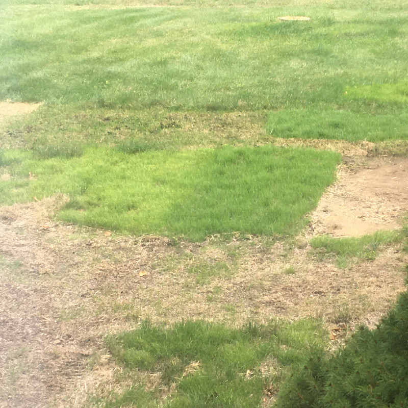 HELP! Input Needed, New Grass Fading/Diseased | Lawn Care Forum