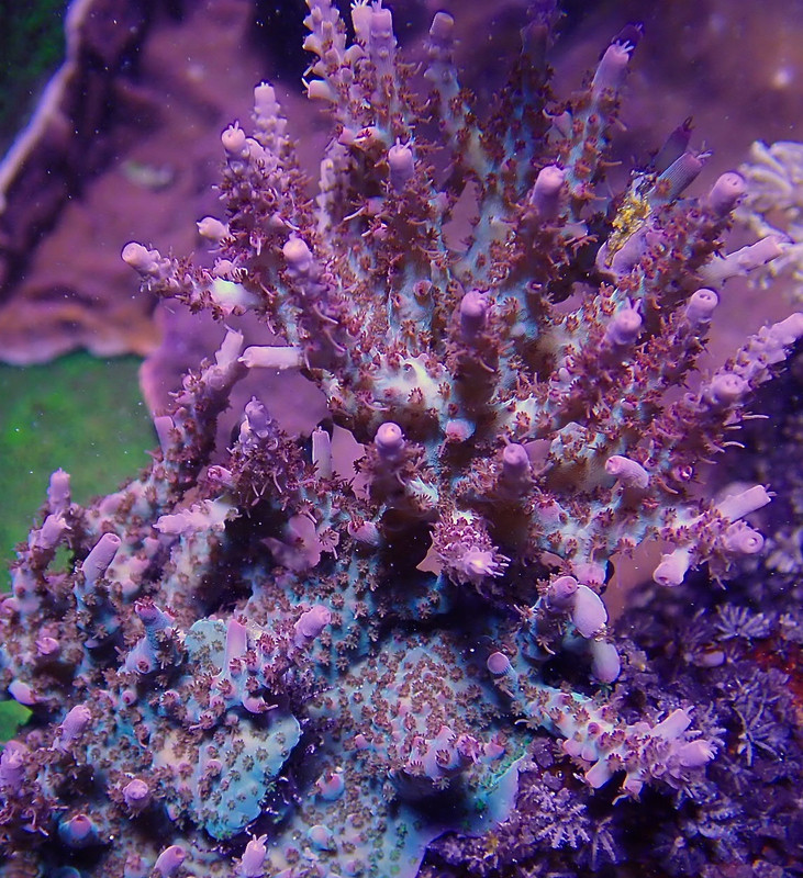 therman's 12 year old SPS system...top down shot, starting to enjoy ...